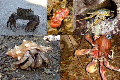 Glad to be a Girl: 23 - 25 Sept: Chumbe Island Coral Park, Zanzibar