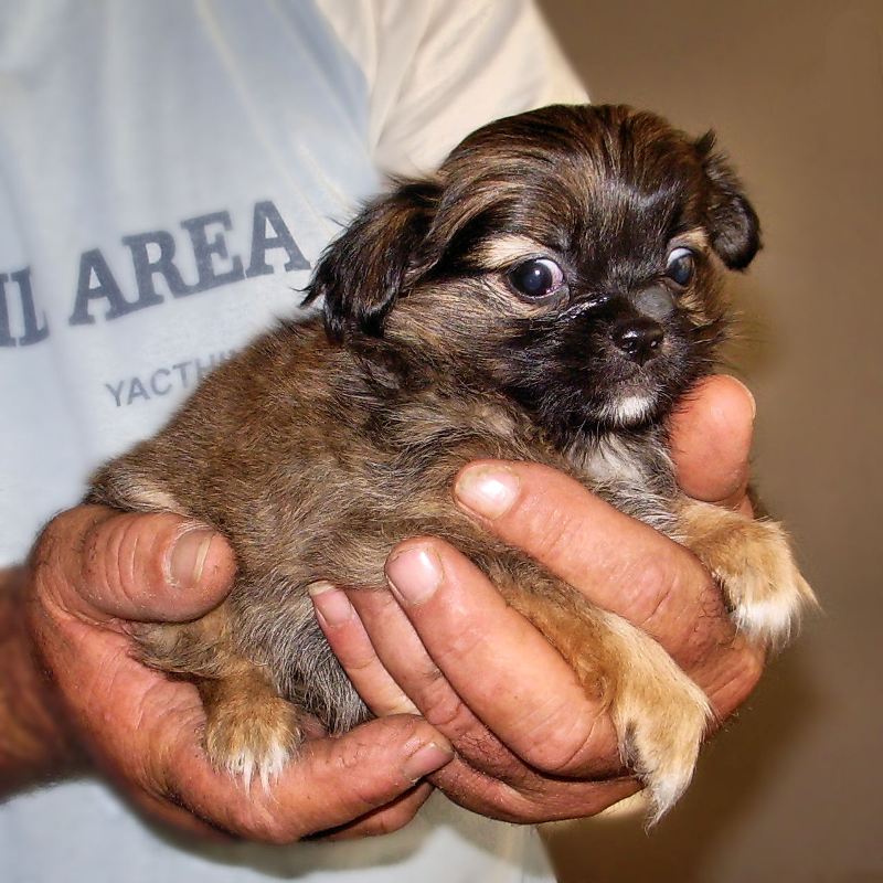 La blogu' cu pechinezi