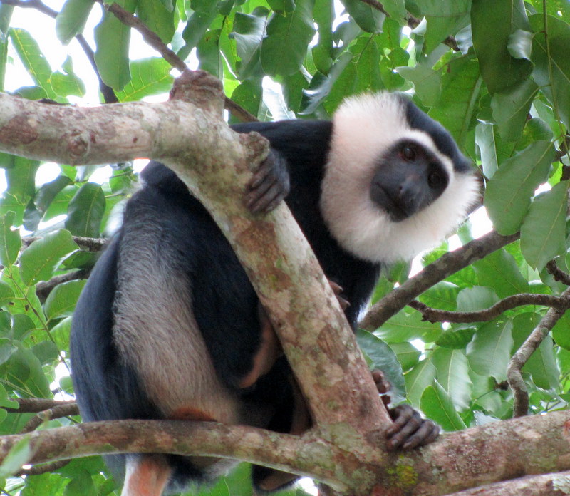 The Buchele Adventure: Day 3 - The Monkey Sanctuary