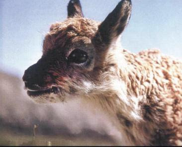 * Lala's Colors *: say NO to SHAHTOOSH!