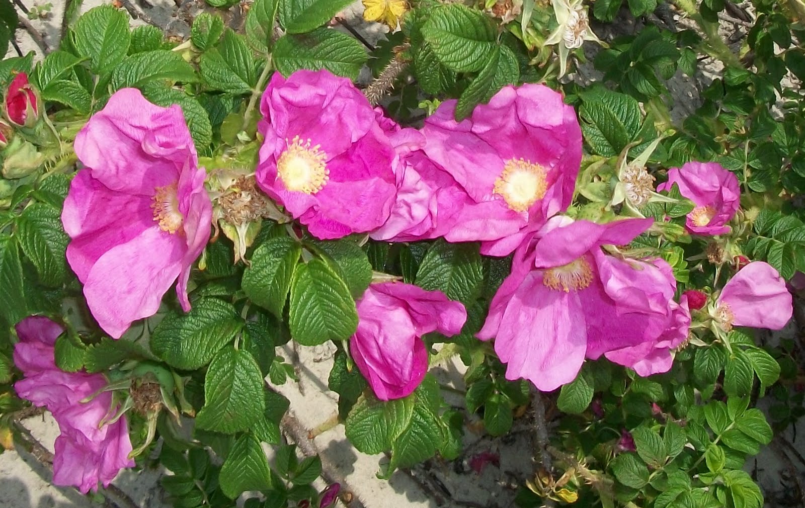 Gone To The Beach: Beach Roses-Must be June