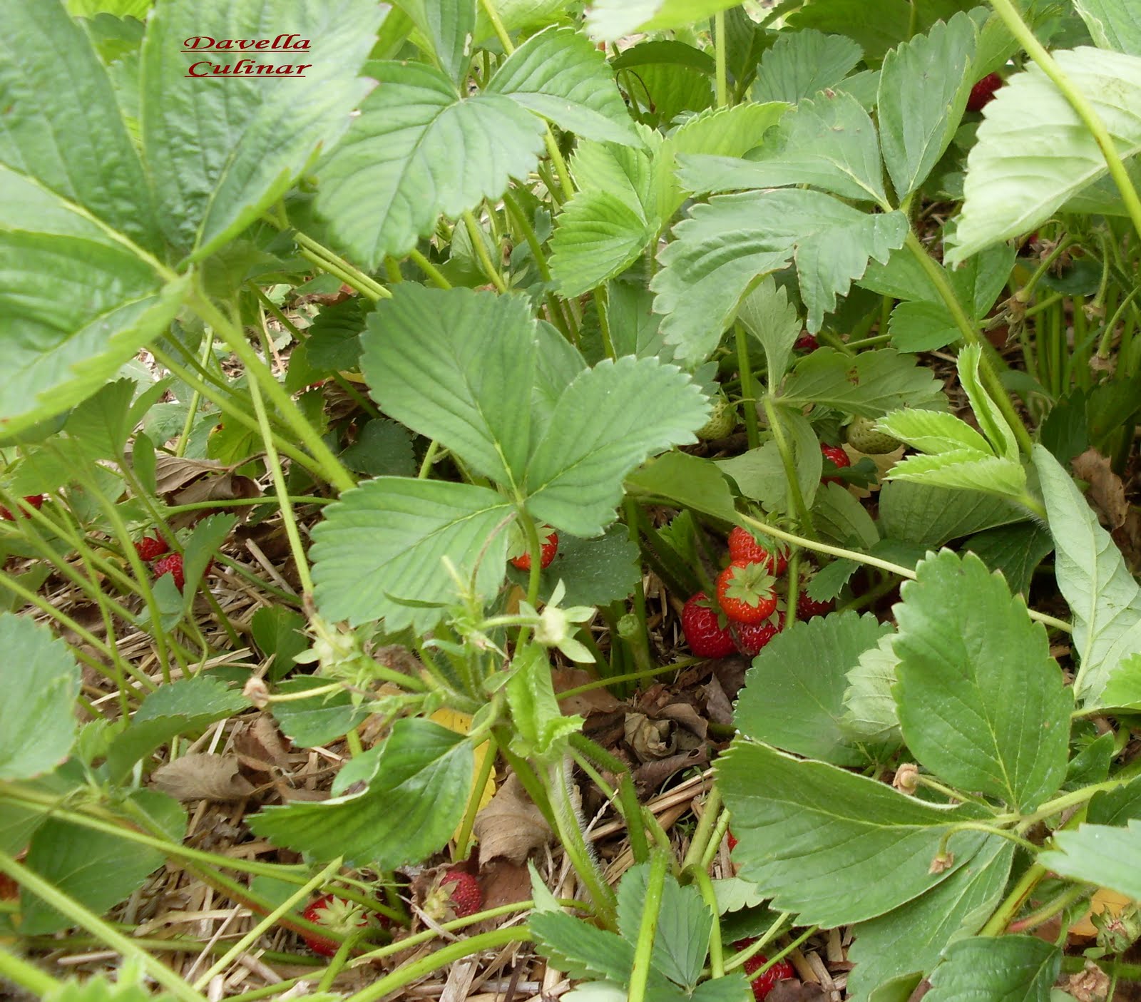 *DAVELLA CULINAR*: L’autocueillette de fraises du Québec / La cules de ...