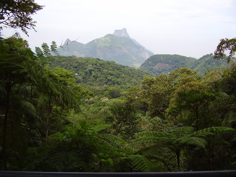 PARQUE NACIONAL DA TIJUCA ~ Conhecimento é tudo