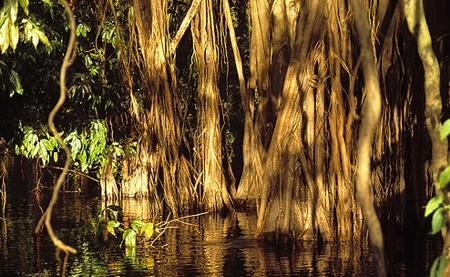 Floresta Nacional de Tefé no Amazonas