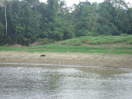 Floresta Nacional de Tefé no Amazonas