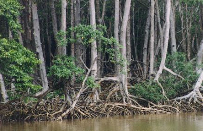 ECOSSISTEMA MANGUEZAL