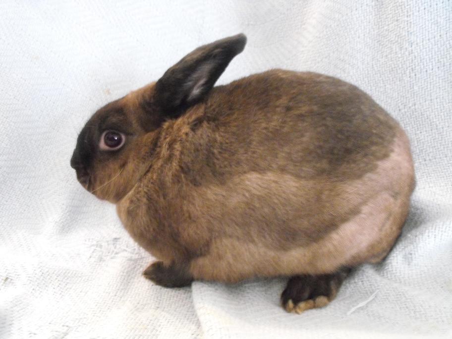 RabbitsForAdoption: Bumblebee: Siamese Babby Bunny For Adoption
