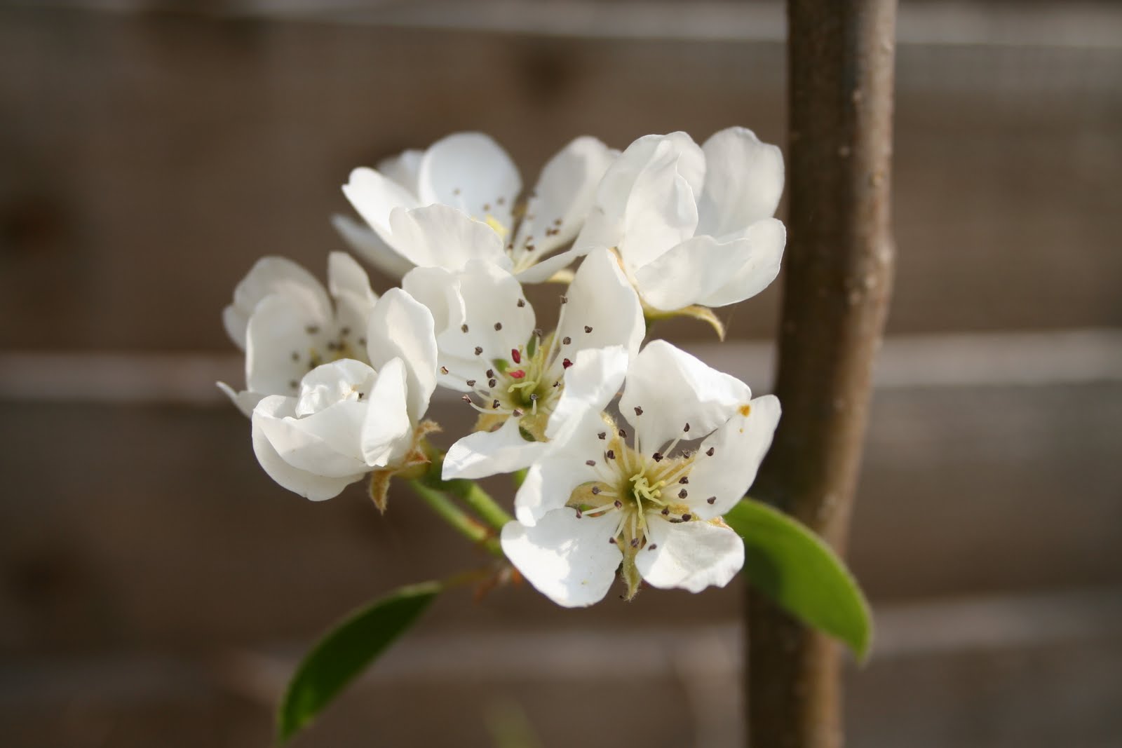 Dim Sum Gardener: Spring blossoms in April and May