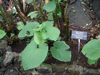 Practica ll Clasificacion de las plantas: Practica II Clasificacion de ...