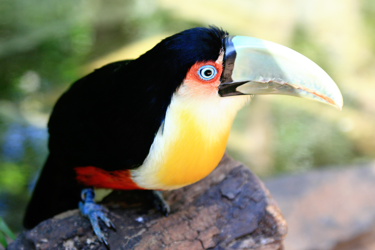 Octopus Ink: Toucan Time