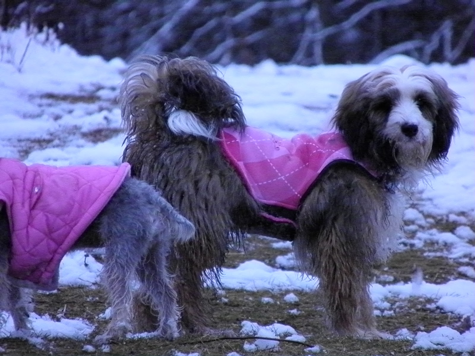 Just A Pup: November 2010