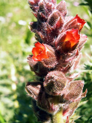 Michael Foley: Natural History ©: PLANT: Biebersteinia orphanidis, a ...