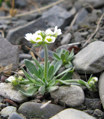 Michael Foley: Natural History ©: PLANT: Eight species of Draba from ...