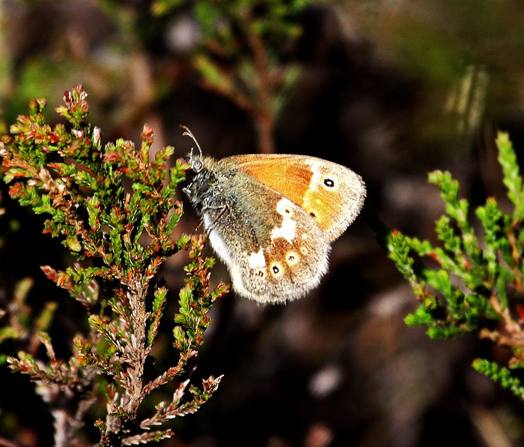 Michael Foley: Natural History ©: BUTTERFLY: Two subspecies of the ...