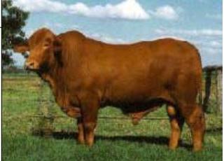 BAKA-BAKA LEMBU PEDAGING DI MALAYSIA | DIREKTORI PENTERNAK KAMBING ...