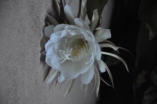 Notes to Myself: Bakawali Flower