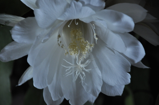 Notes to Myself: Bakawali Flower