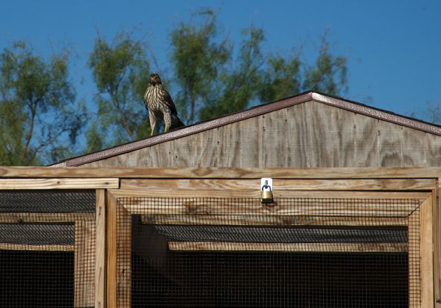 Wild Bird Rescue, Inc. Executive Director's Blog: Cooper's Hawk on Aviary