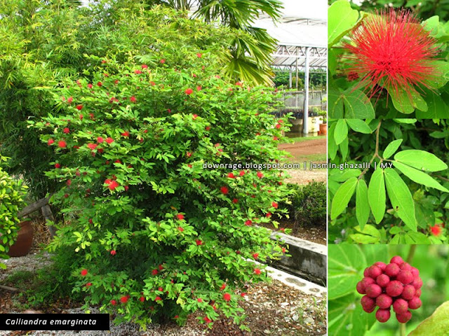 The World is Just Awesome!: Calliandra emarginata