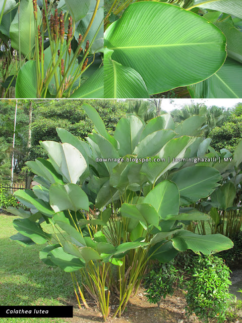 The World is Just Awesome!: Calathea lutea