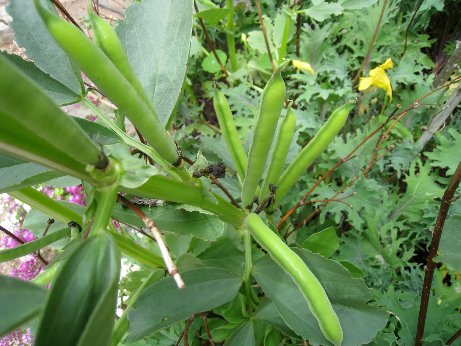 Christina's Garden: fava beans