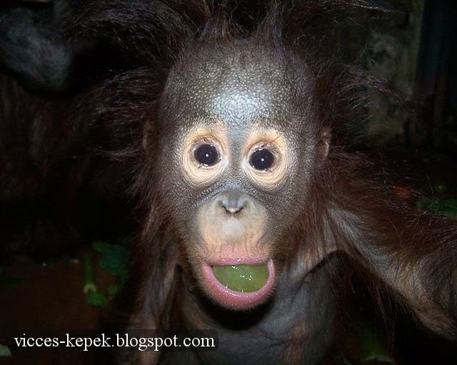 Vicces képek oldala: Kis majom
