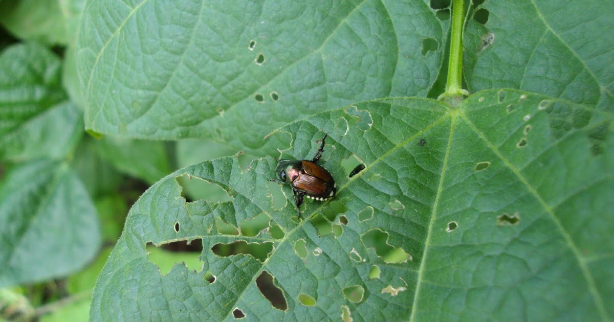 Underground Garden Pests at Michelle Capps blog