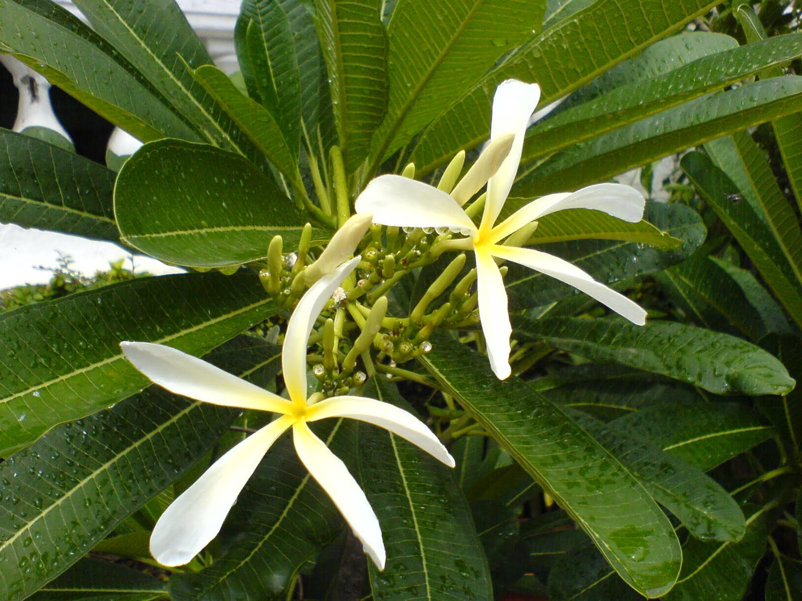 A weekend with trees