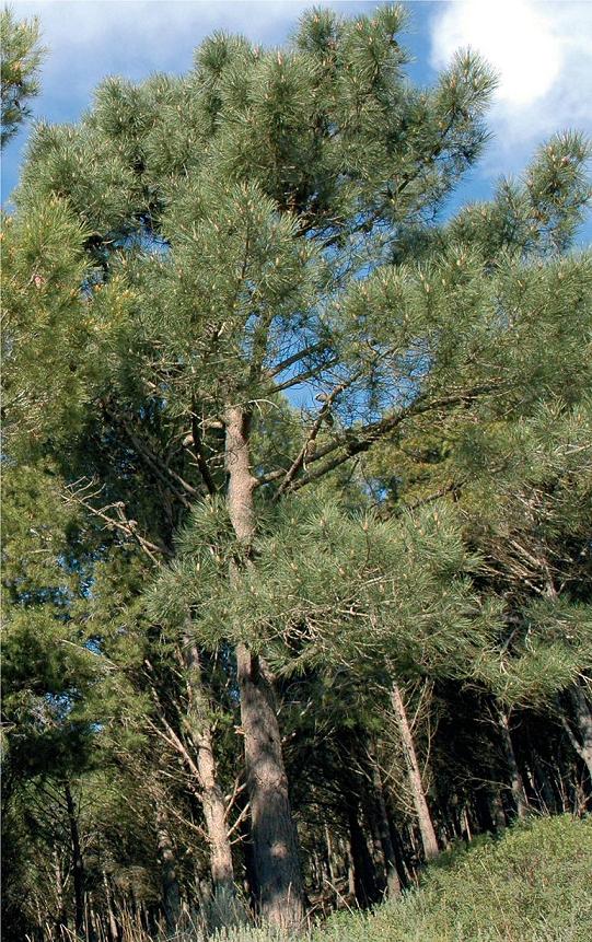 BIODIVERSIDAD COSTA GRANADINA Y...: Pino marítimo (Pinus pinaster)