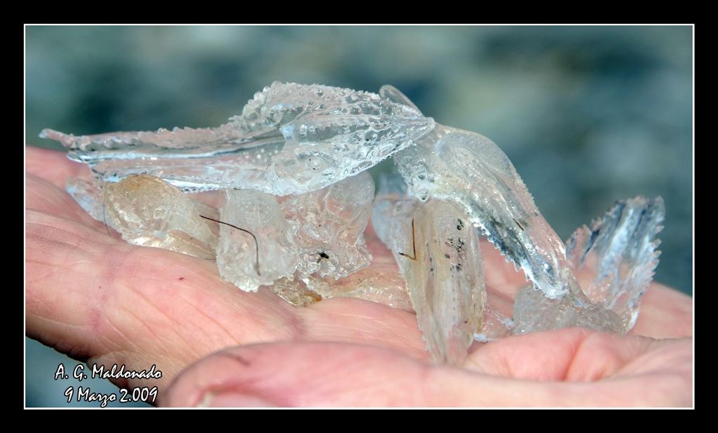 Biodiversidad Costa Granadina y ... (Fauna): Interesante Molusco ...