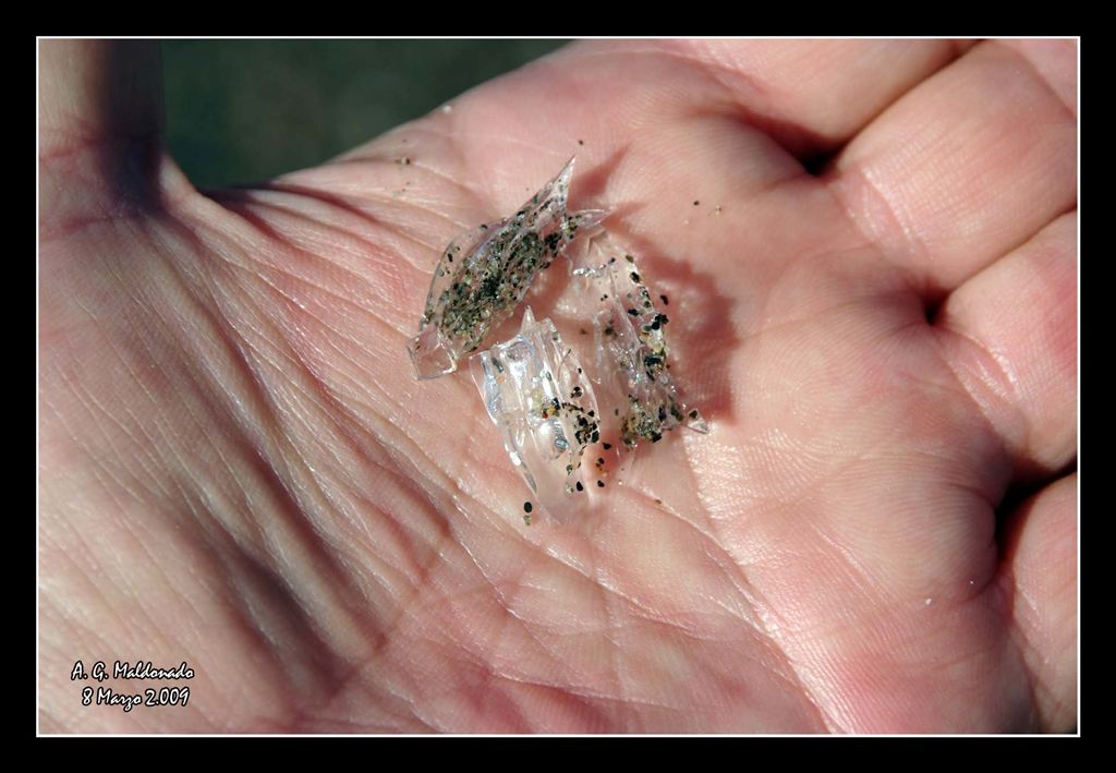 Biodiversidad Costa Granadina y ... (Fauna): Interesante Molusco ...