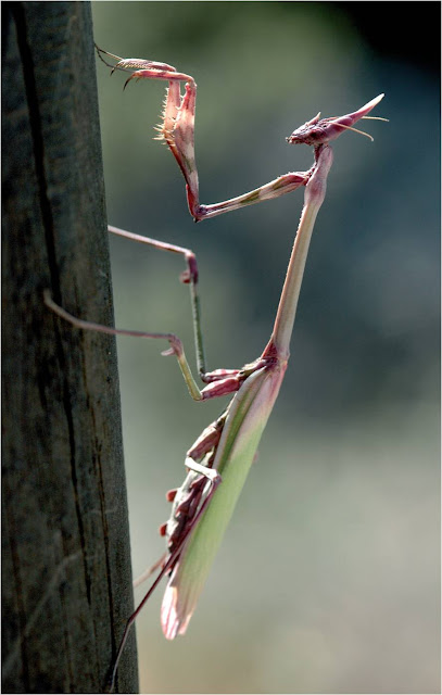 Biodiversidad Costa Granadina y ... (Fauna): Empusa o mantis palo ...