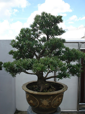 Feng Shui Wonders: The Relationship of tree and plants in “Feng Shui ...