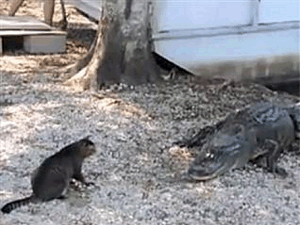 Deb's Blog: Cat vs. Alligators