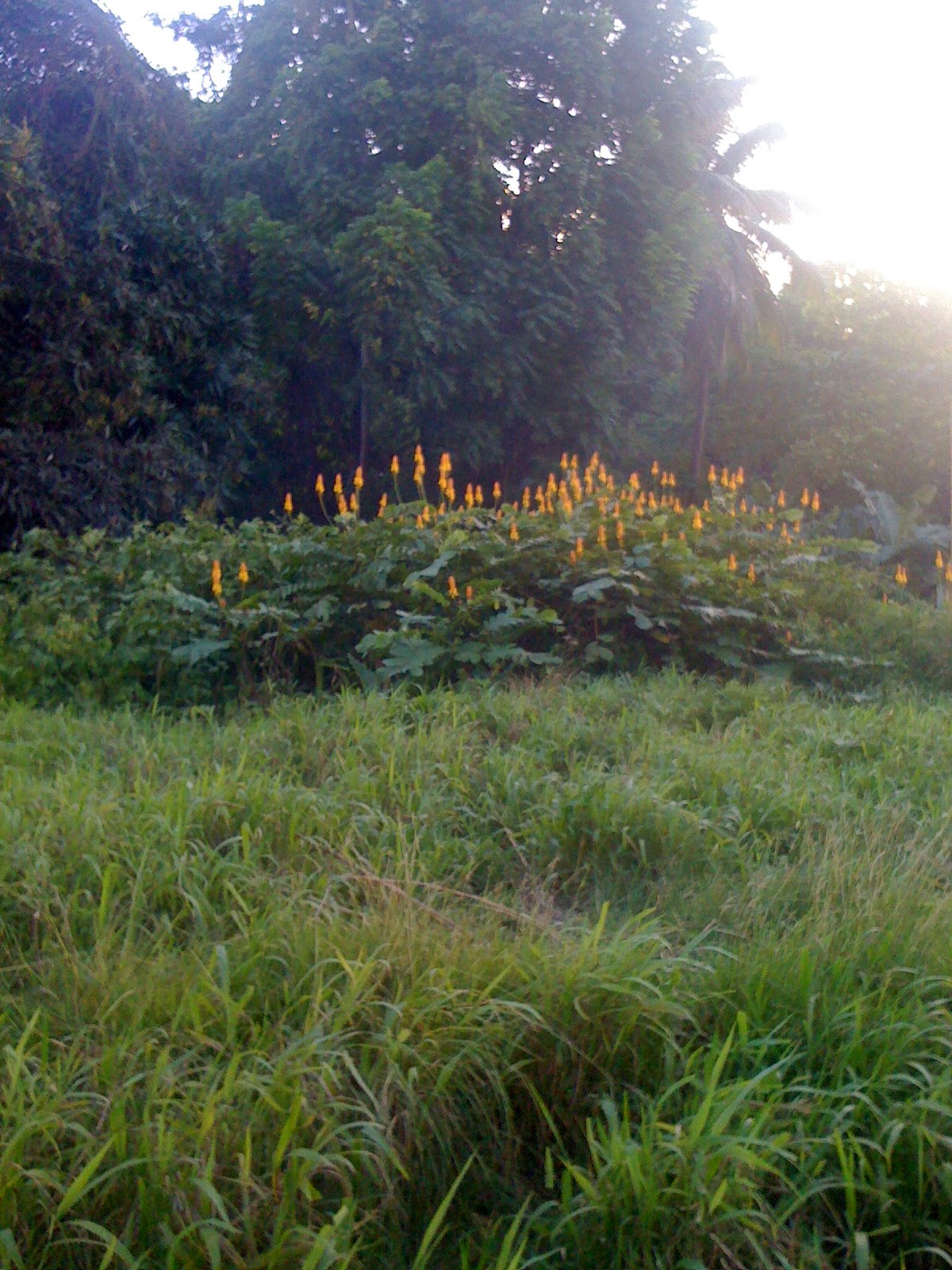 Tribute To The Lion: Bush Doctor Walkabout & Medicinal Plants