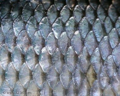 pieles y estructuras