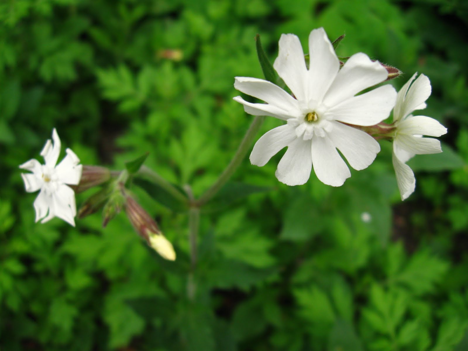 New York City Wildflowers: Forking catchfly