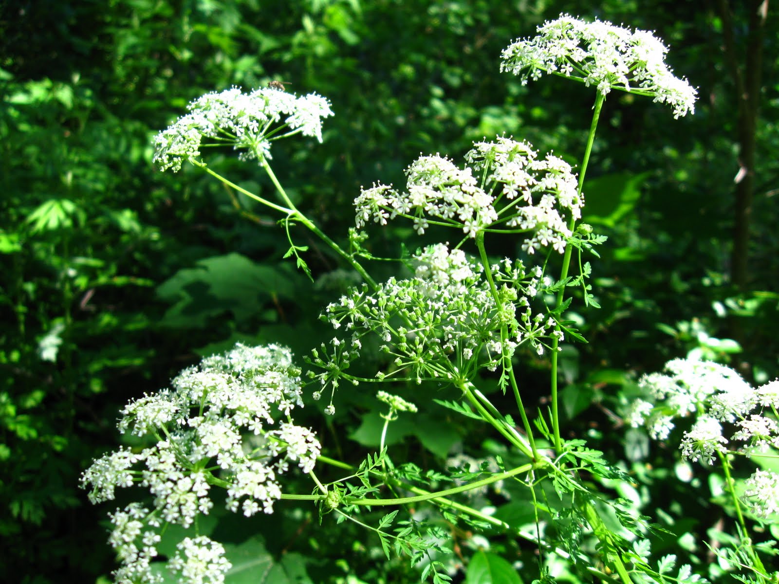 New York City Wildflowers: Poison hemlock