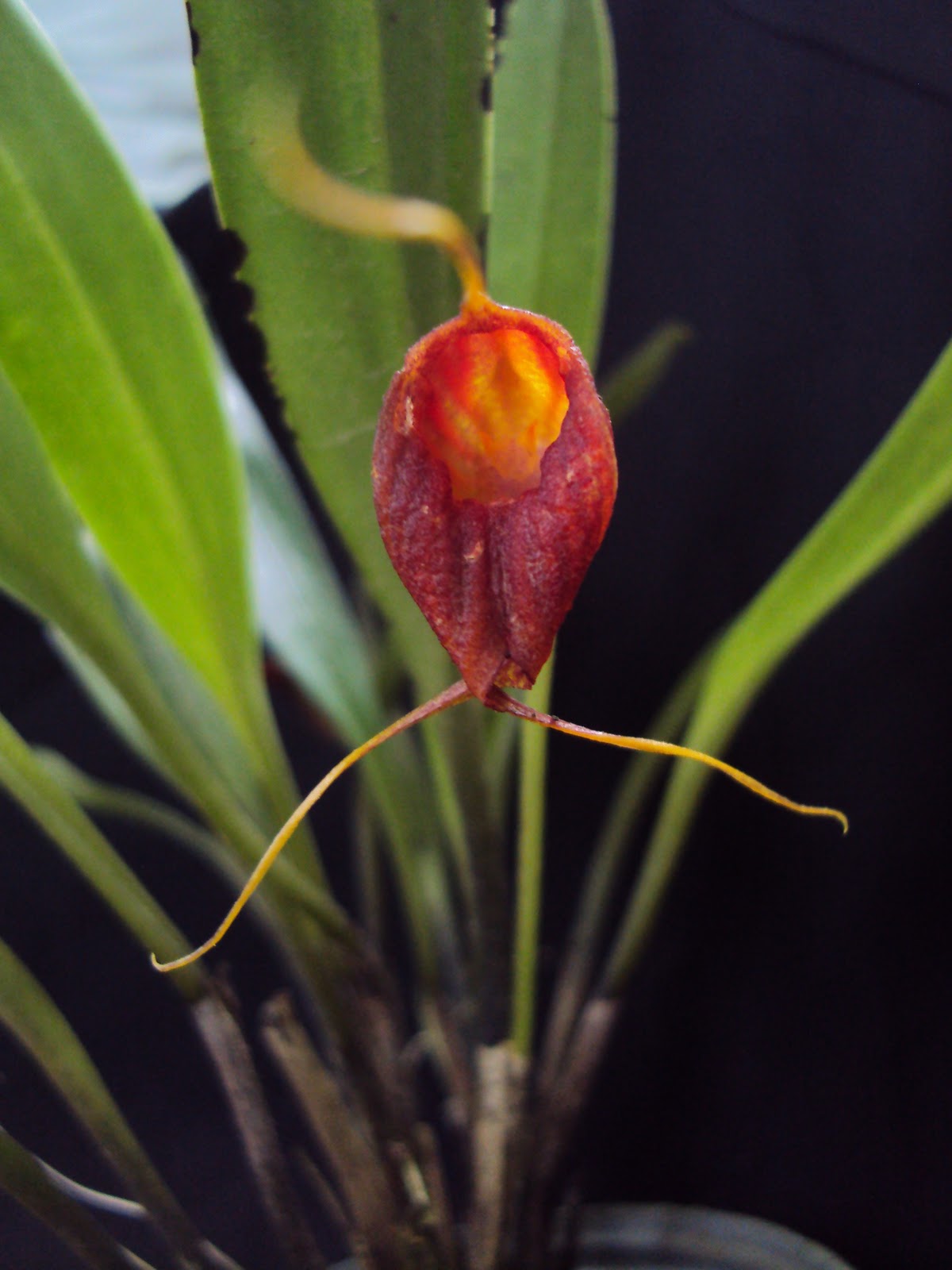 .: Orquideas miniatura de la coleccion