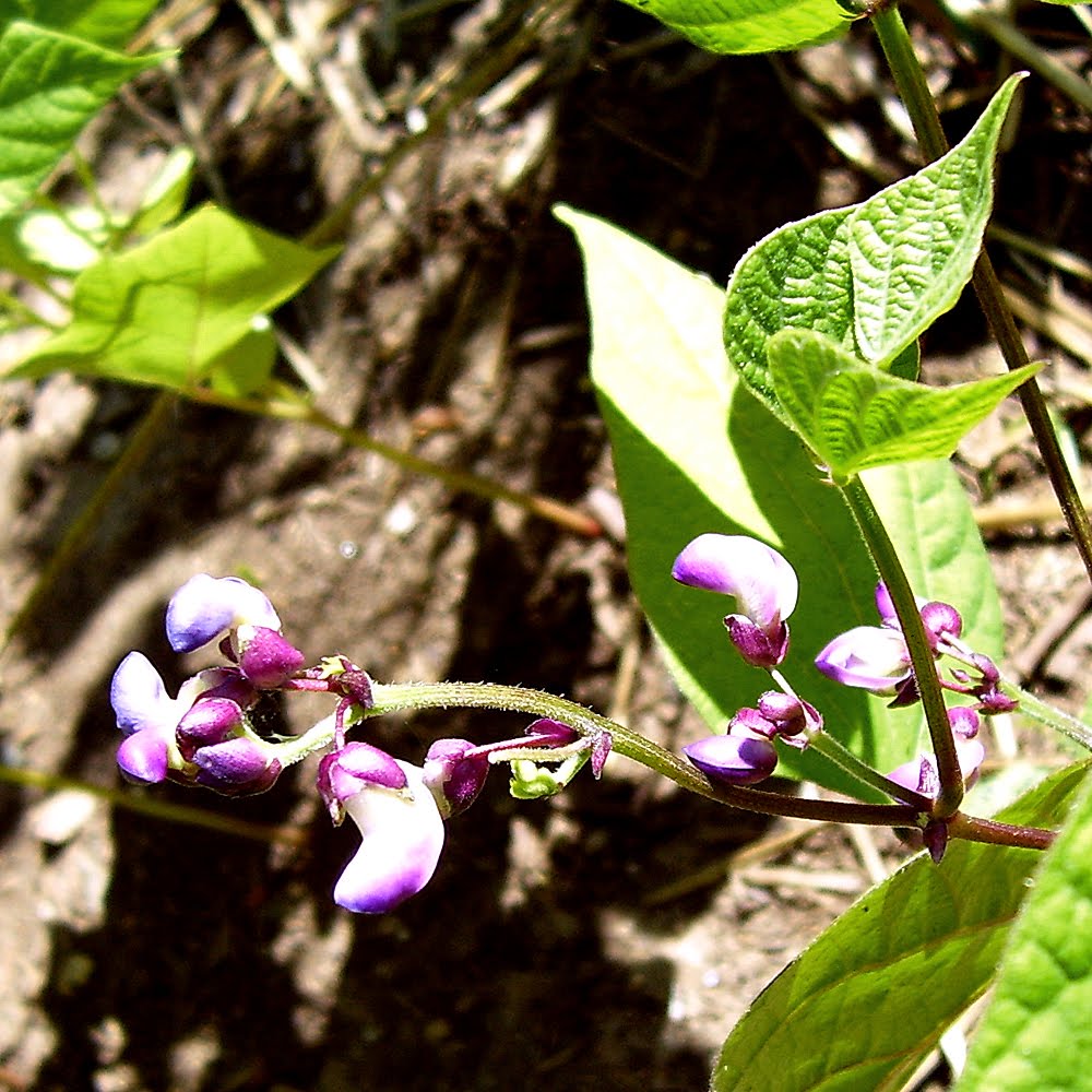 casey/artandcolour: Garden Walkabout, July 2010