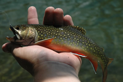 Celestial pearl danio : r/Aquariums