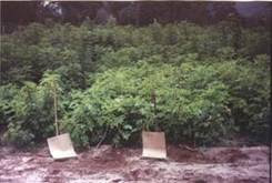 Otra óptica del desarrollo: Gliricidia (mata ratón): uno de los ...