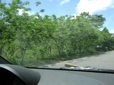 Otra óptica del desarrollo: Genética del Mata Ratón (Gliricidia sepium)