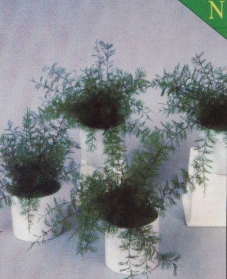 Rośliny doniczkowe i ozdobne - poradnik: NEPTUNUS-PLANT [KURZOJAD]