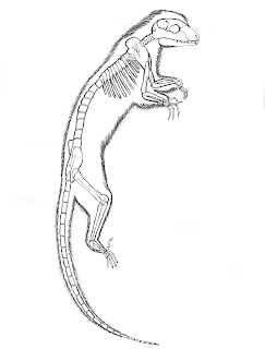 The Disillusioned Taxonomist: 100th post special: Darwinius masillae ...