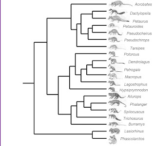 The Disillusioned Taxonomist: Diprotodont Evolution