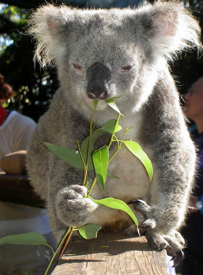 running masters: Running with Koala's