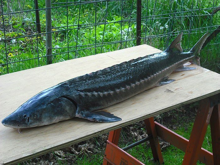 Culinary Alchemy: Like a Sturgeon, Caught For the Very First Time - How ...