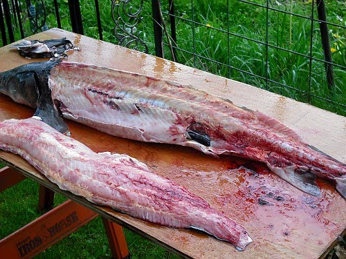 Culinary Alchemy: Like a Sturgeon, Caught For the Very First Time - How ...
