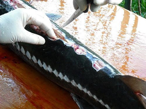 Culinary Alchemy: Like a Sturgeon, Caught For the Very First Time - How ...